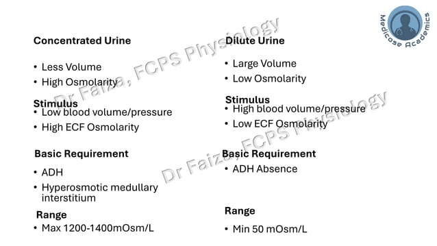 Mechanism of Dilute Urine formation by Kidneys | PDF