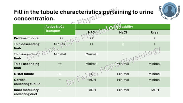 Mechanism of Dilute Urine formation by Kidneys | PDF