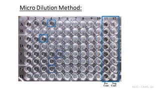 Antibiotic Sensitivity Test by Dilution Method | PDF
