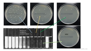 Antibiotic Sensitivity Test by Dilution Method | PPT