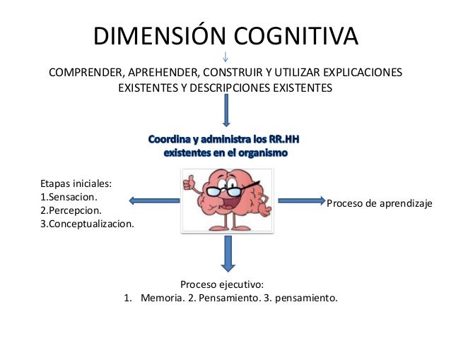 Dimension cognitiva