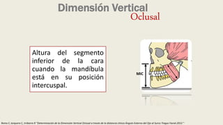 Dimesion vertical | PPTX