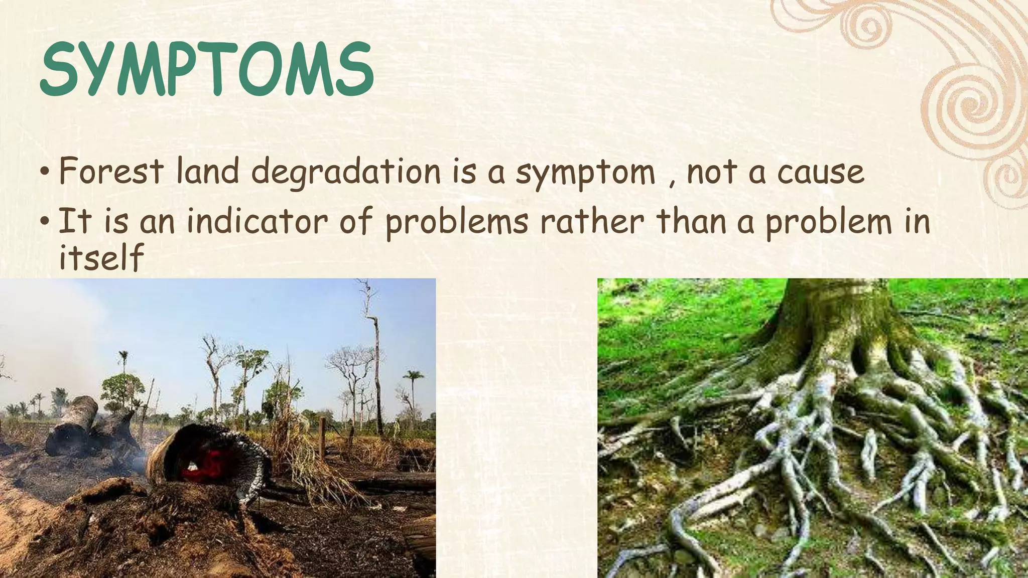 Diminishing of rain forests | PPT