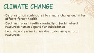 Diminishing of rain forests | PPT