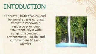 Diminishing of rain forests | PPT
