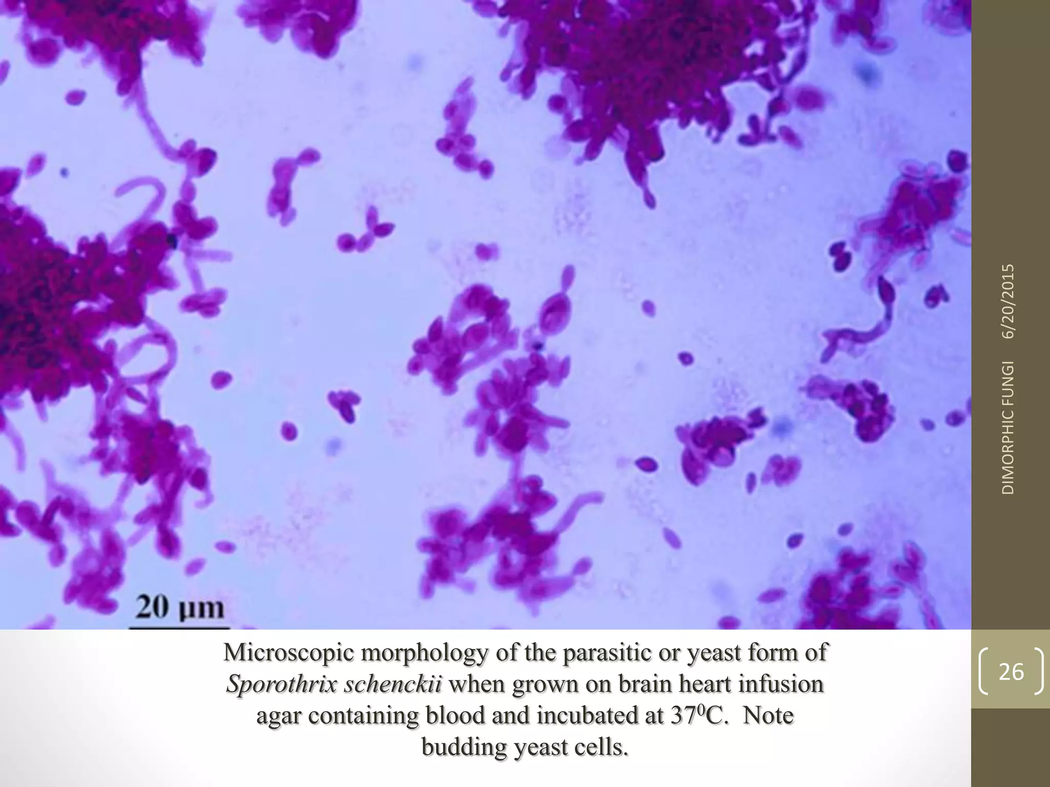 Dimorphic fungi | PPTX