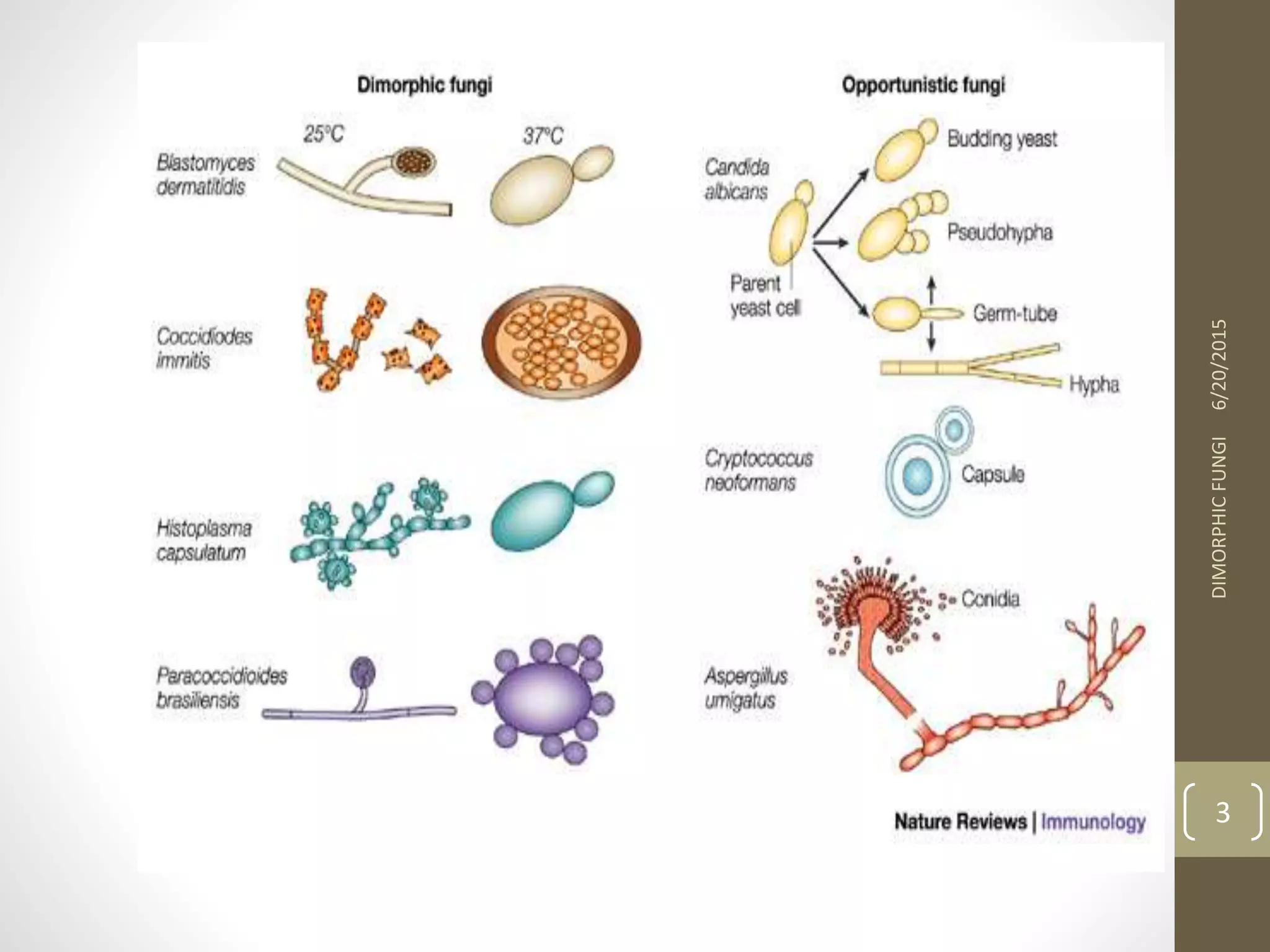 Dimorphic fungi | PPTX