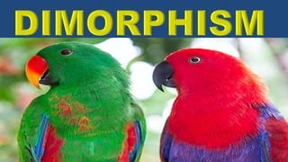 Dimorphism | PPTX