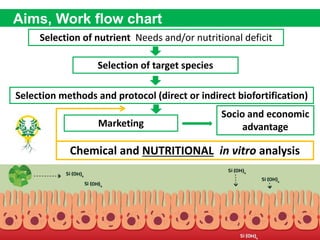 D'Imperio Massimiliano Ph.D_BIOFORTIFICATION PROCESS TO IMPROVE ...