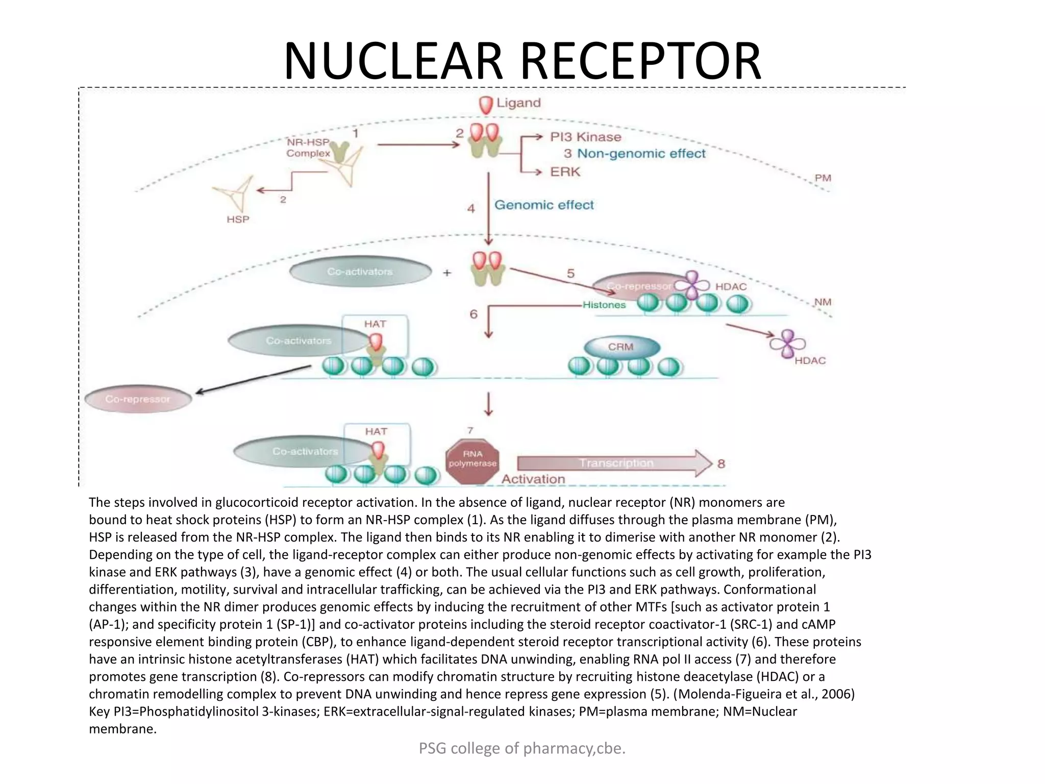 intracellular receptors ,signaling,transcription factors , nucleic ...