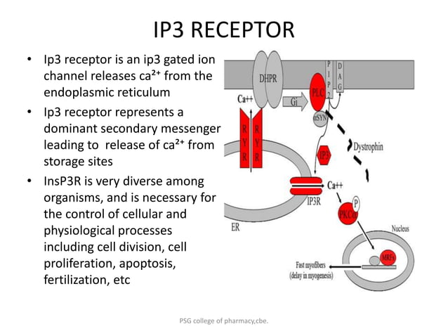 intracellular receptors ,signaling,transcription factors , nucleic ...