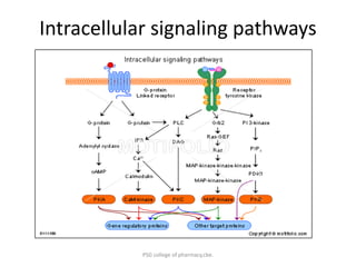 intracellular receptors ,signaling,transcription factors , nucleic ...