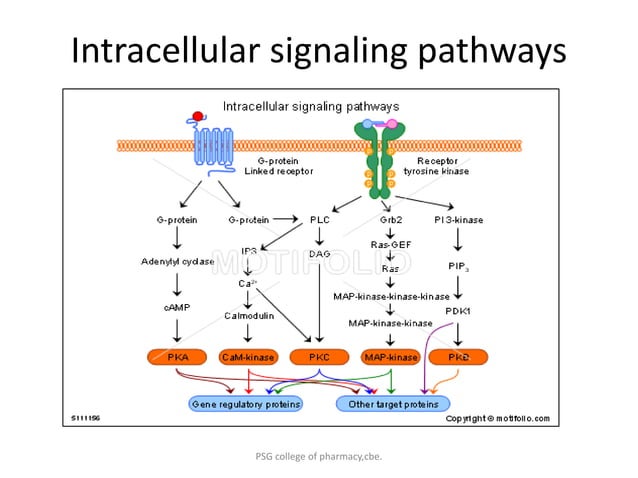intracellular receptors ,signaling,transcription factors , nucleic ...