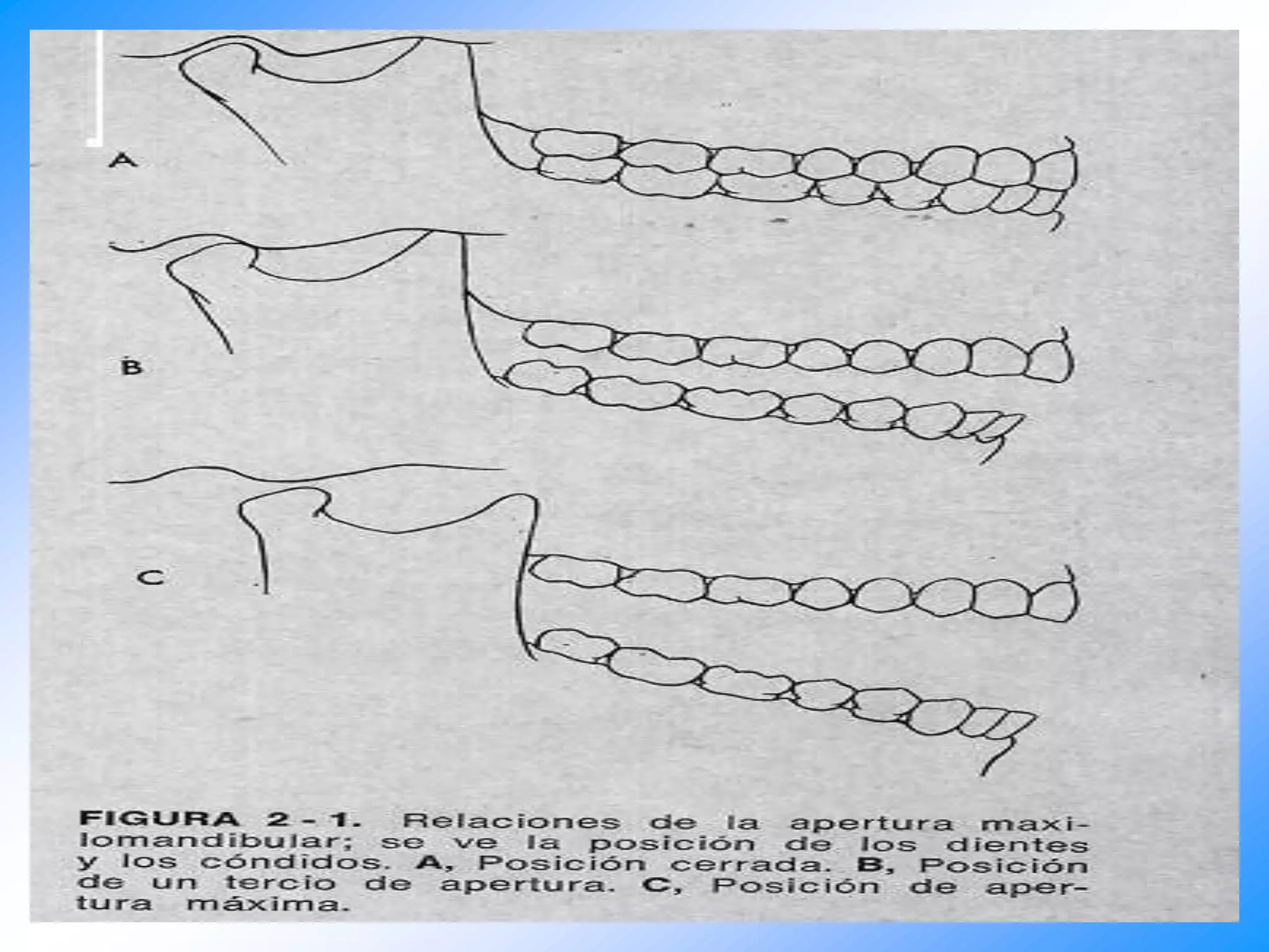 Dinamica mandibular | PPTX