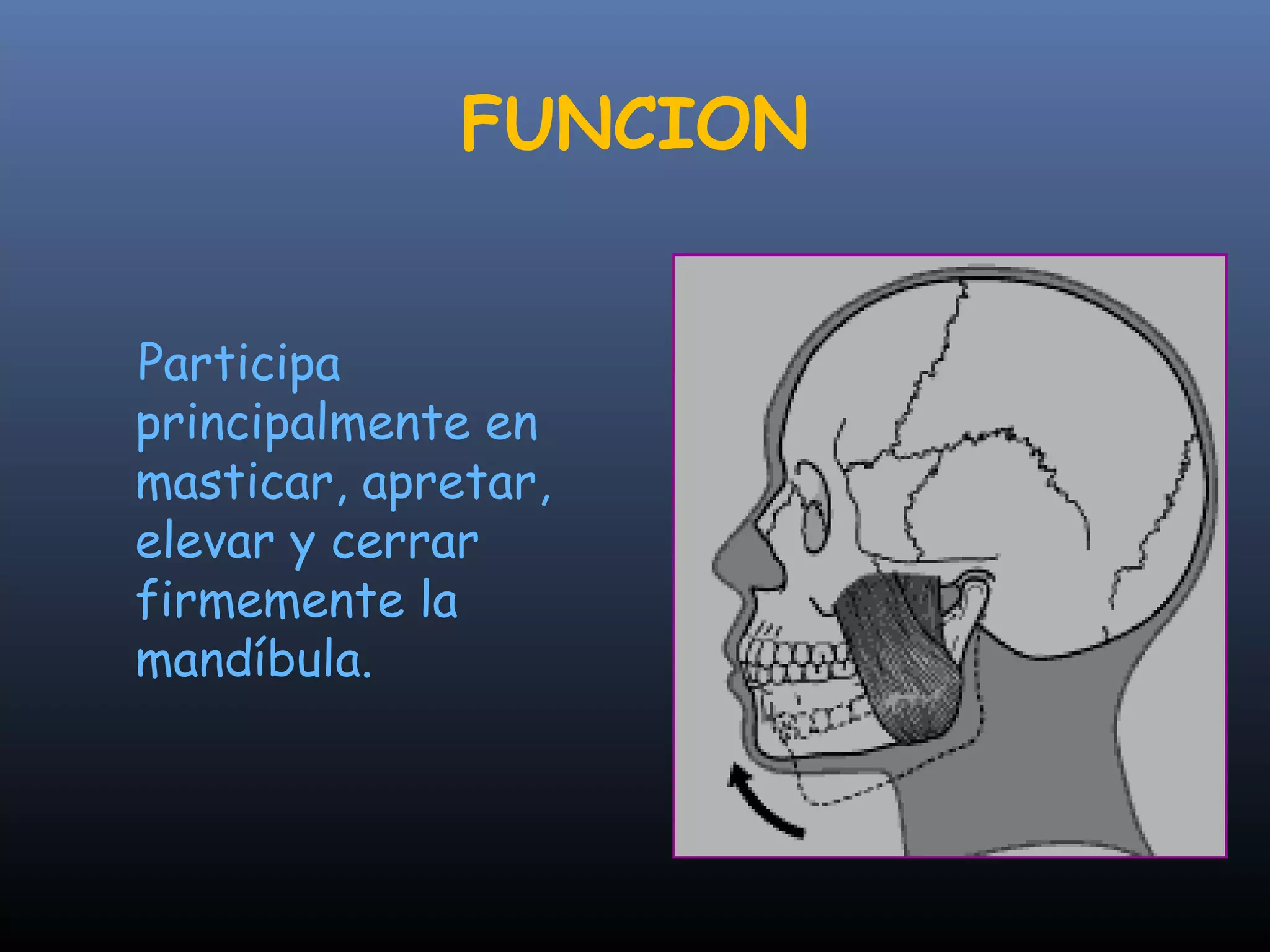 Dinamica mandibular | PPT