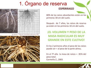 Dinamica radicular en cultivos de exportacion | PDF