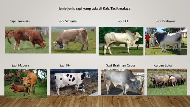 Dinamika Peternakan Sapi dan kerbau di Kabupaten Tasikmalaya | PDF