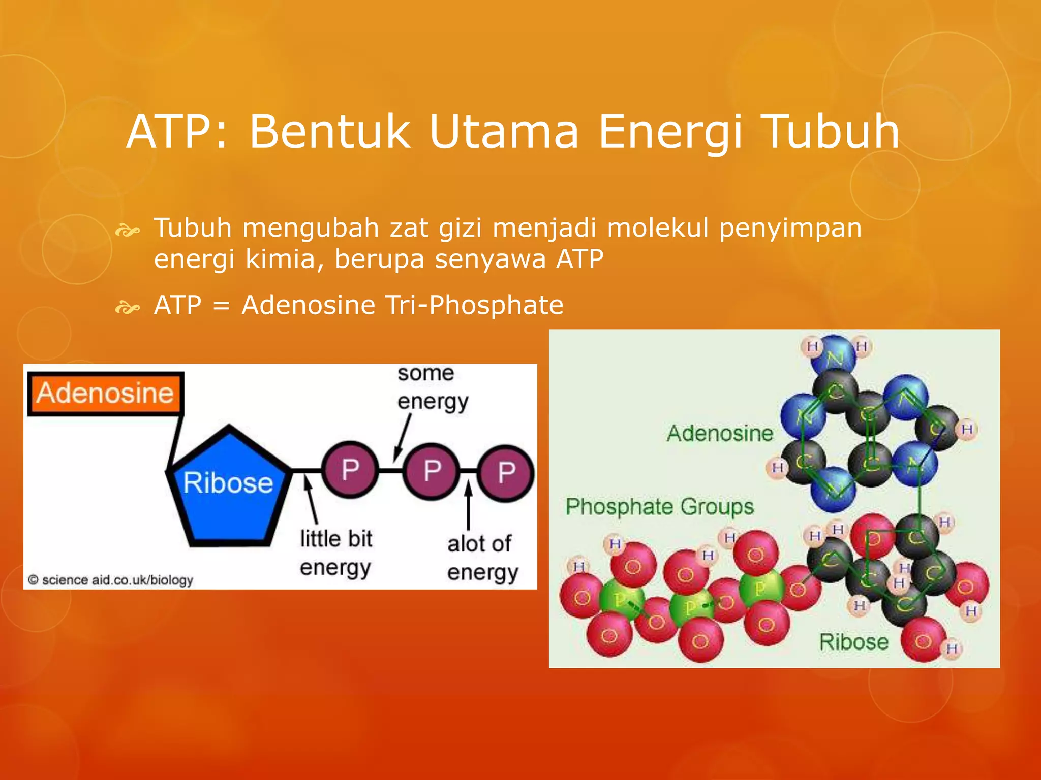 Dinamika sumber energi dan zat gizi dalam tubuh | PPTX