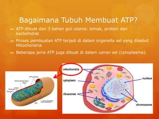 Dinamika sumber energi dan zat gizi dalam tubuh | PPTX