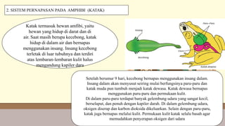 Memahami organ pernapasan dan fungsinya pada hewan dan manusia serta ...