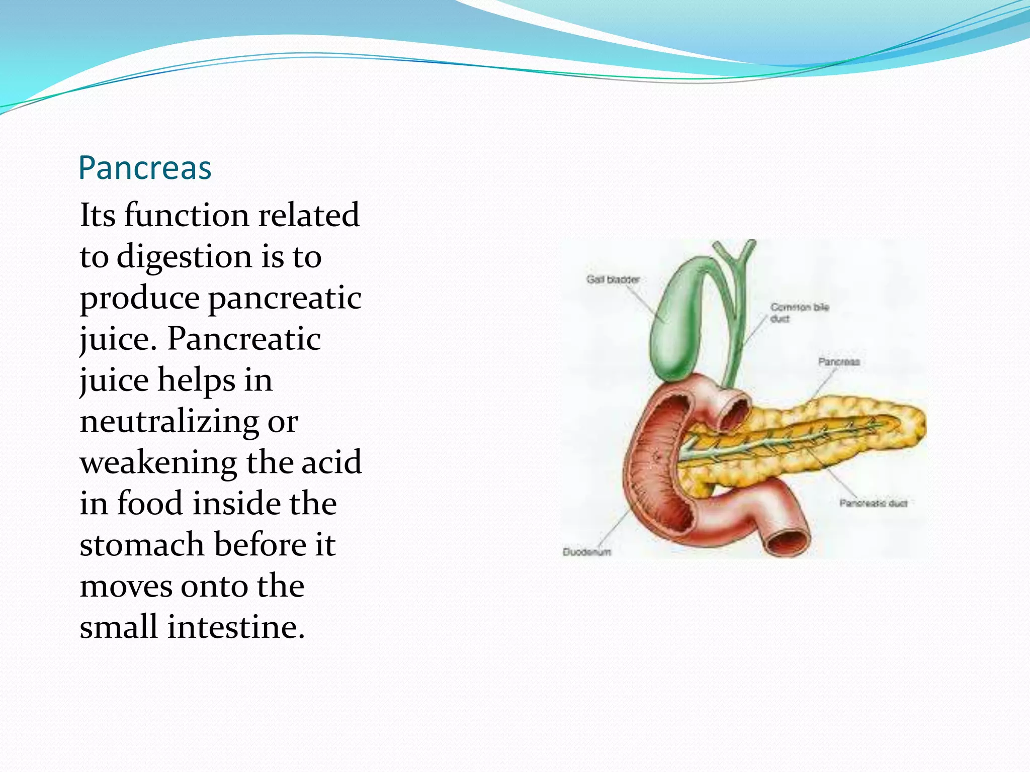digestive system | PPTX