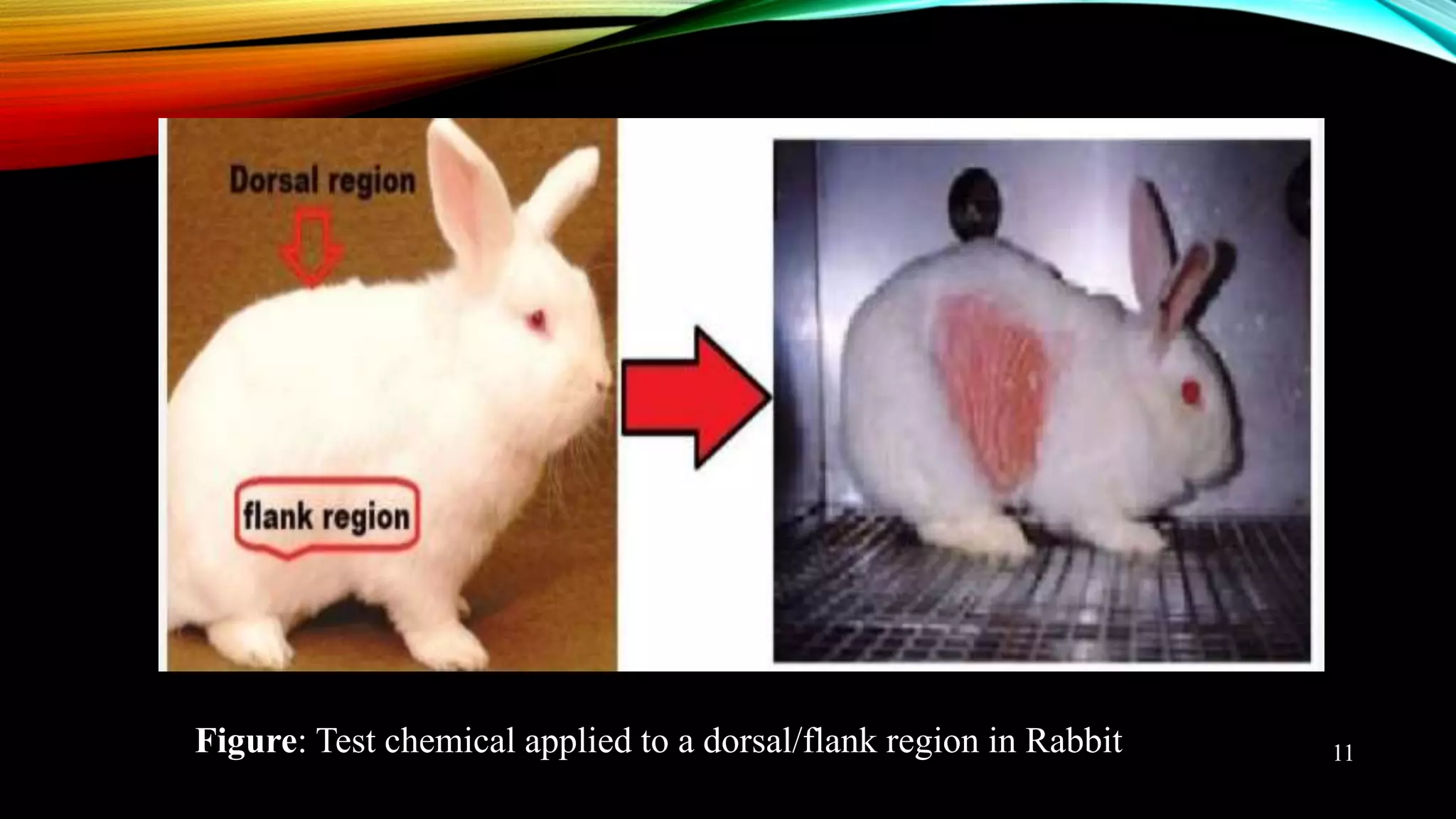 Dermal Irritation and Dermal Toxicity Studies | PPTX