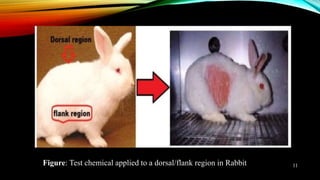 Dermal Irritation and Dermal Toxicity Studies | PPTX