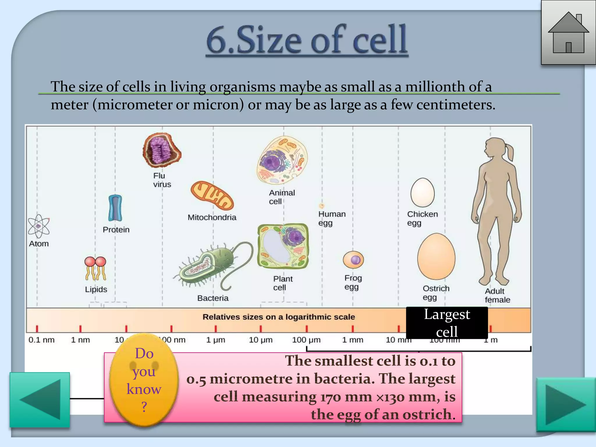 Cell -Structure and functions | PPTX