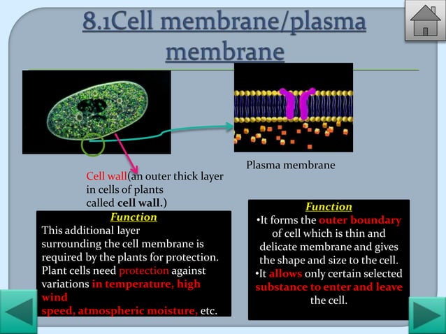 Cell -Structure and functions | PPTX