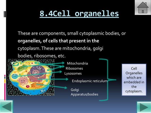 Cell -Structure and functions | PPTX