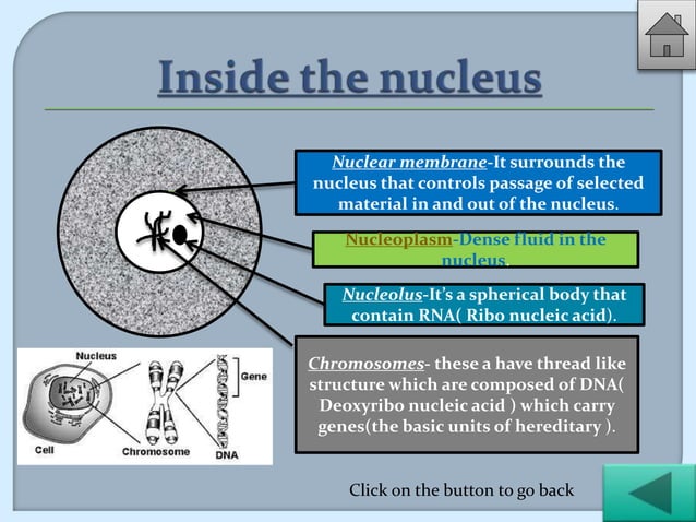 Cell -Structure and functions | PPTX