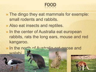 Dingo | PPT