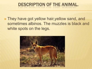 Dingo | PPT