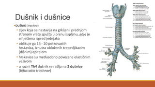 Dišni sustav | PPSX
