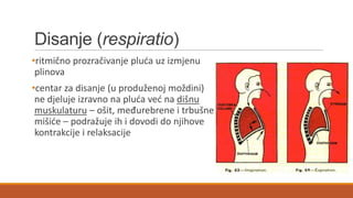 Dišni sustav | PPT