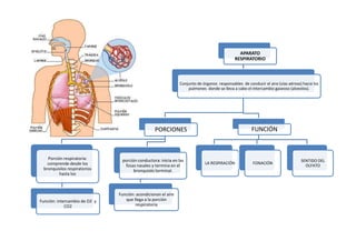 Dinámica respiratorio 2013 | PDF