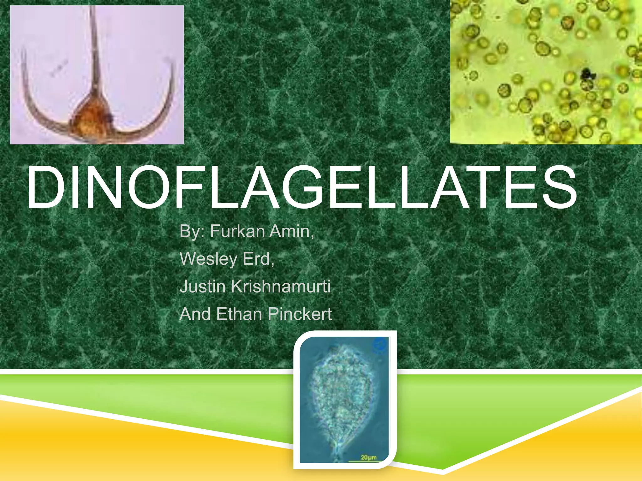 Dinoflagellates | PPTX