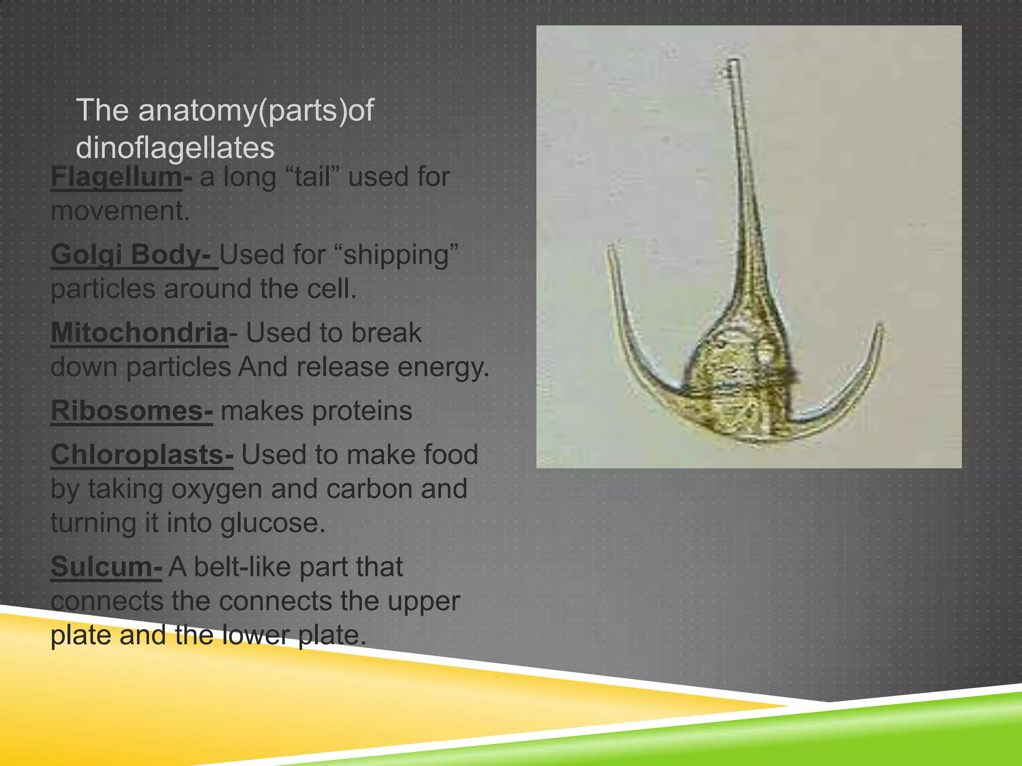 Dinoflagellates | PPTX