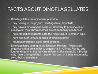 Dinoflagellates | PPT