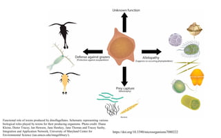 DINOPHYTA (Morfología, motilidad, bioluminiscencia).pdf