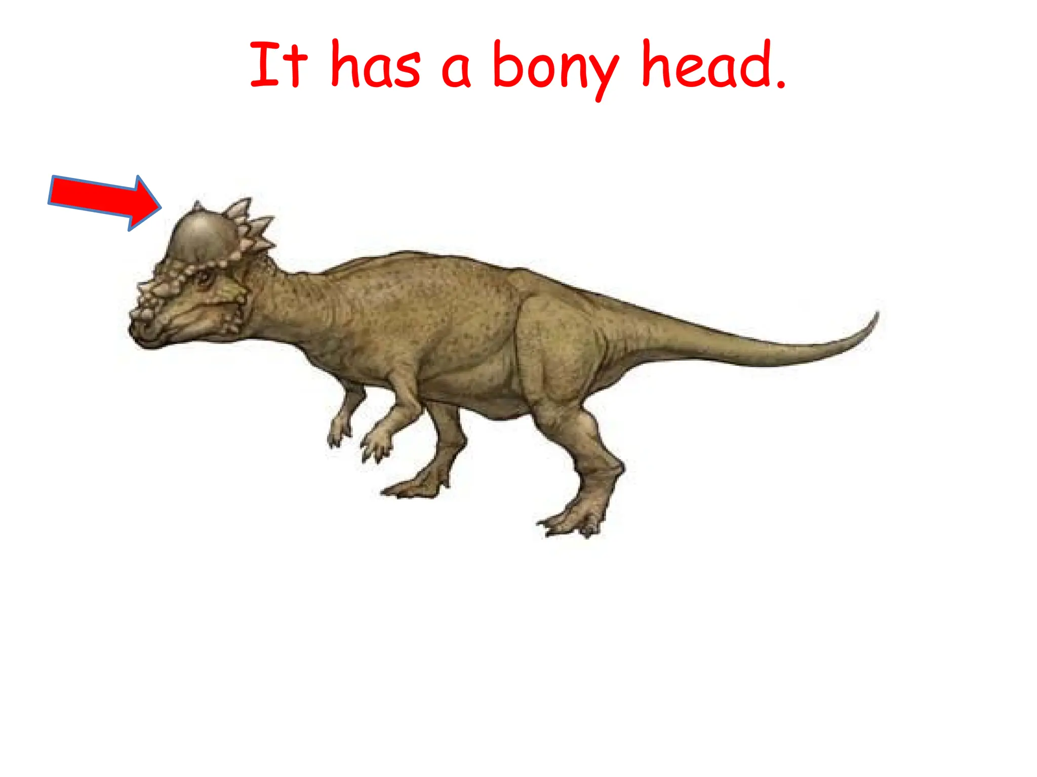 Dinosaur Characteristics: It has a bony head | PPT