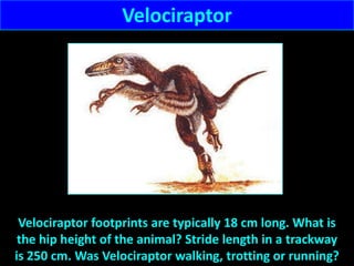 Dinosaurfootprints | PPTX
