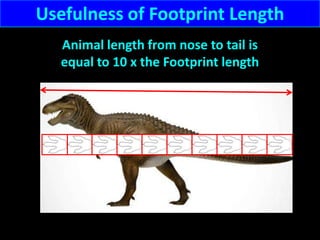 Dinosaurfootprints | PPTX