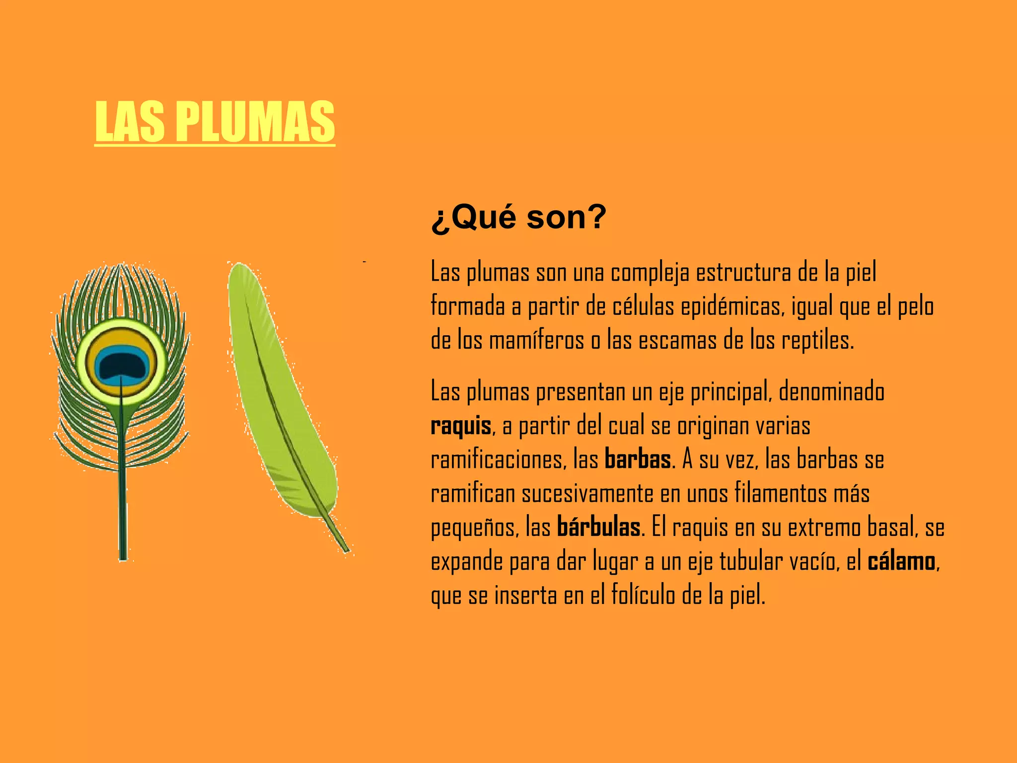Dinosaurios con plumas | PPT
