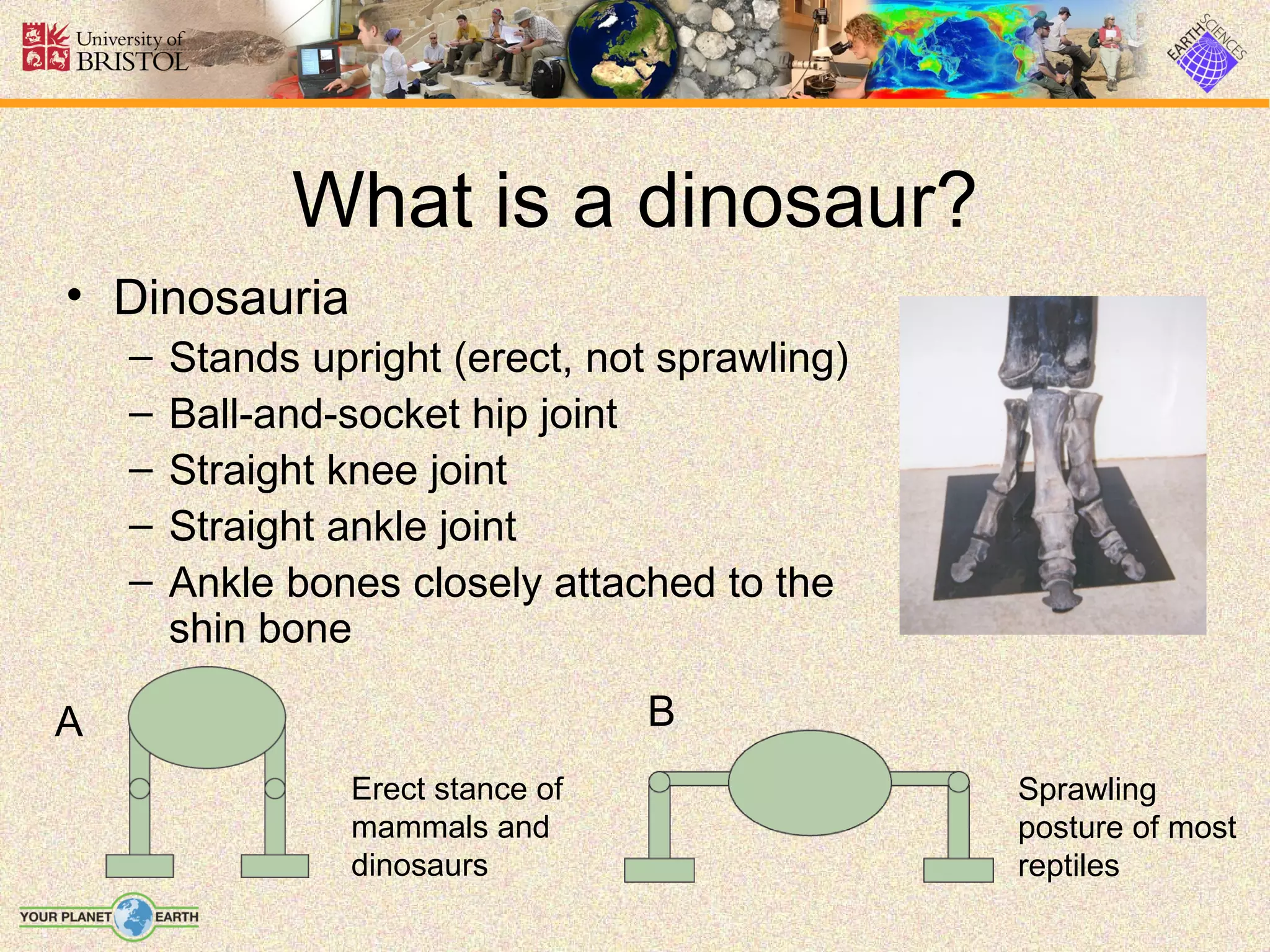 Dinosaurs1 | PPT
