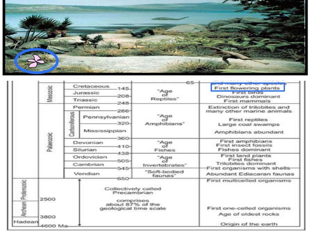 Mesozoic Era, Dinosaurs, K-T Mass Extinction Event, Earth Science ...