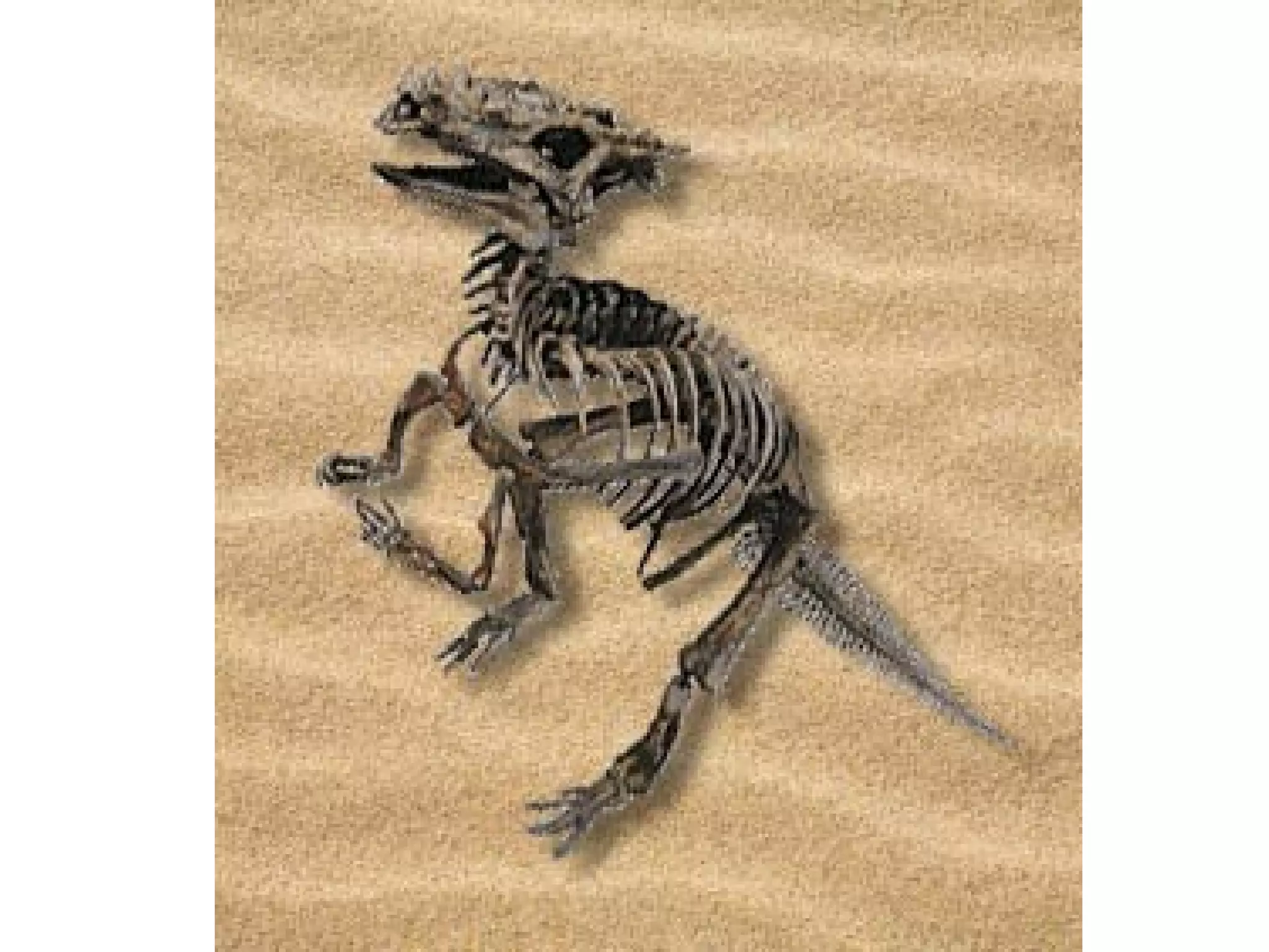 Dinosaurs ppt with info | PPT