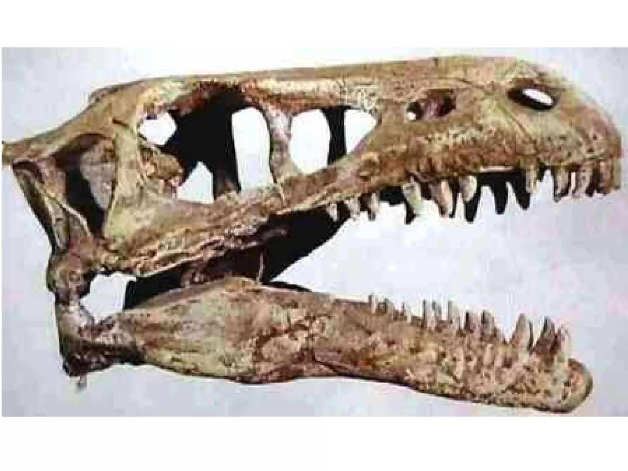 Dinosaurs ppt with info | PPT