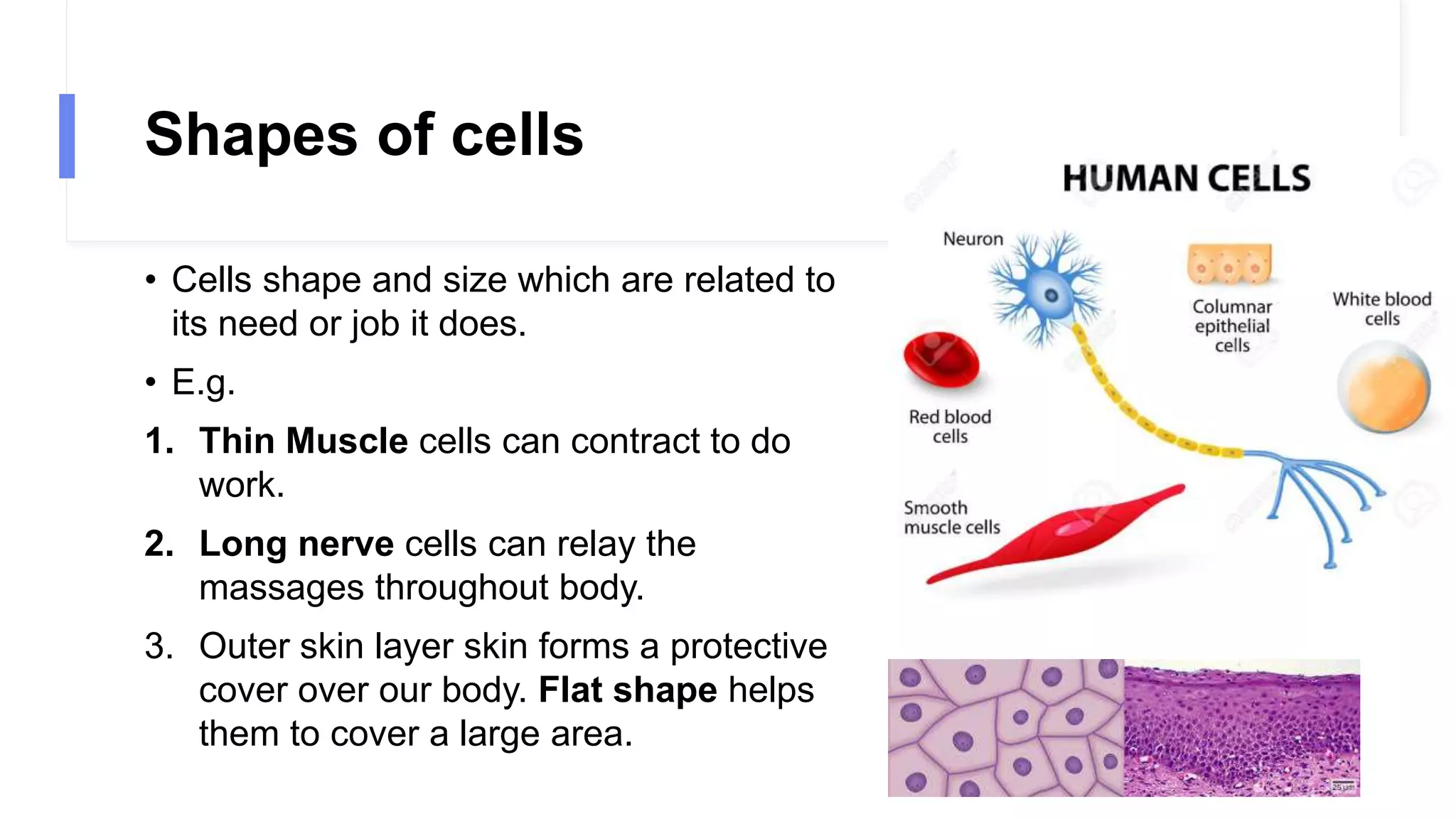 D) introduction to cells and tissues | PPT