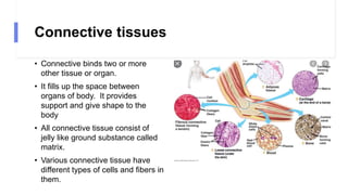 D) introduction to cells and tissues | PPT
